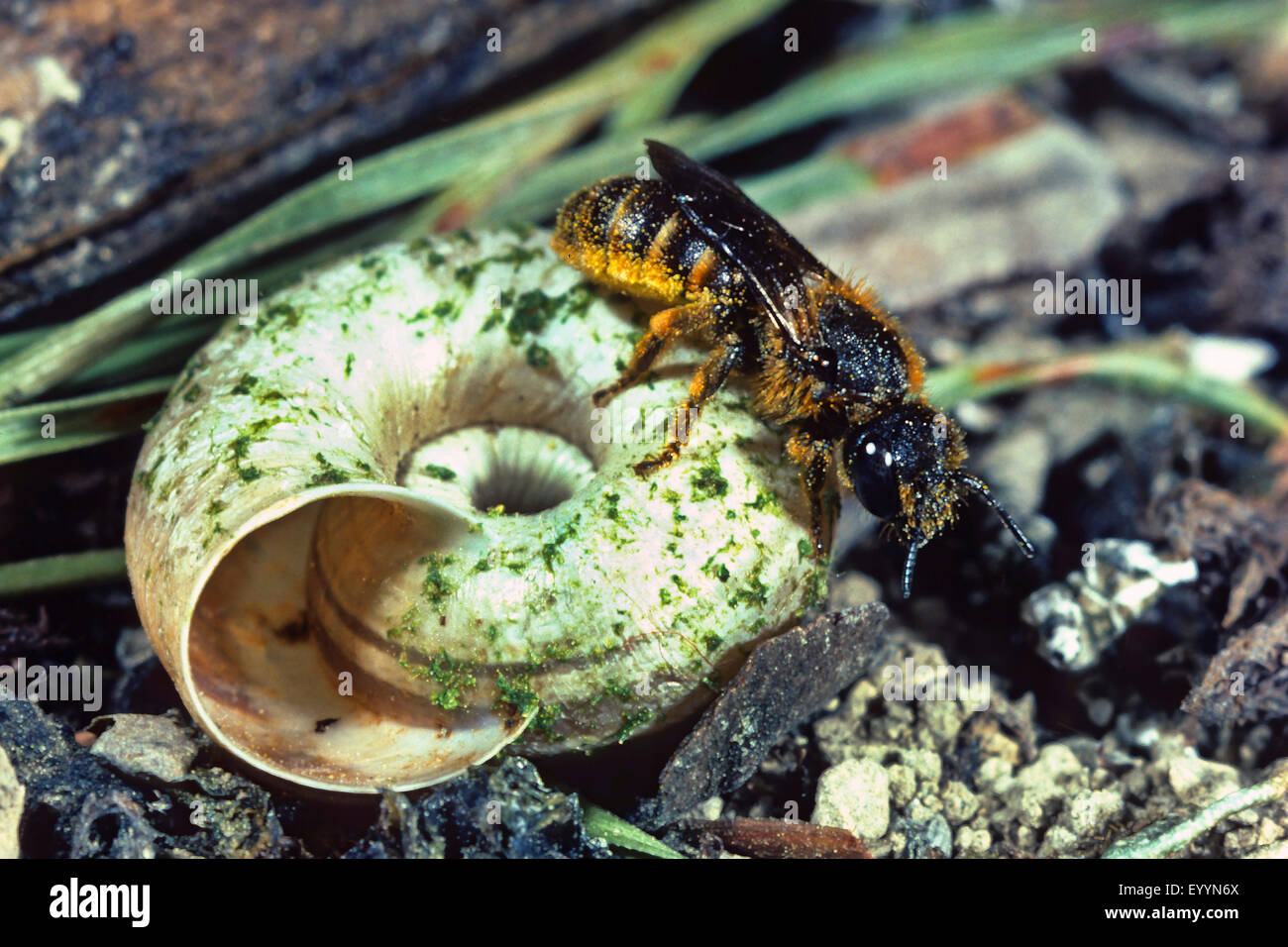 Mason bee (Osmia rufohirta), on a snail shell, Germany Stock Photo - Alamy