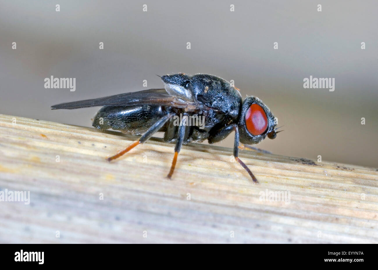 Reed gall fly, Frit fly, Grass fly (Lipara lucens), on a blade of reed ...