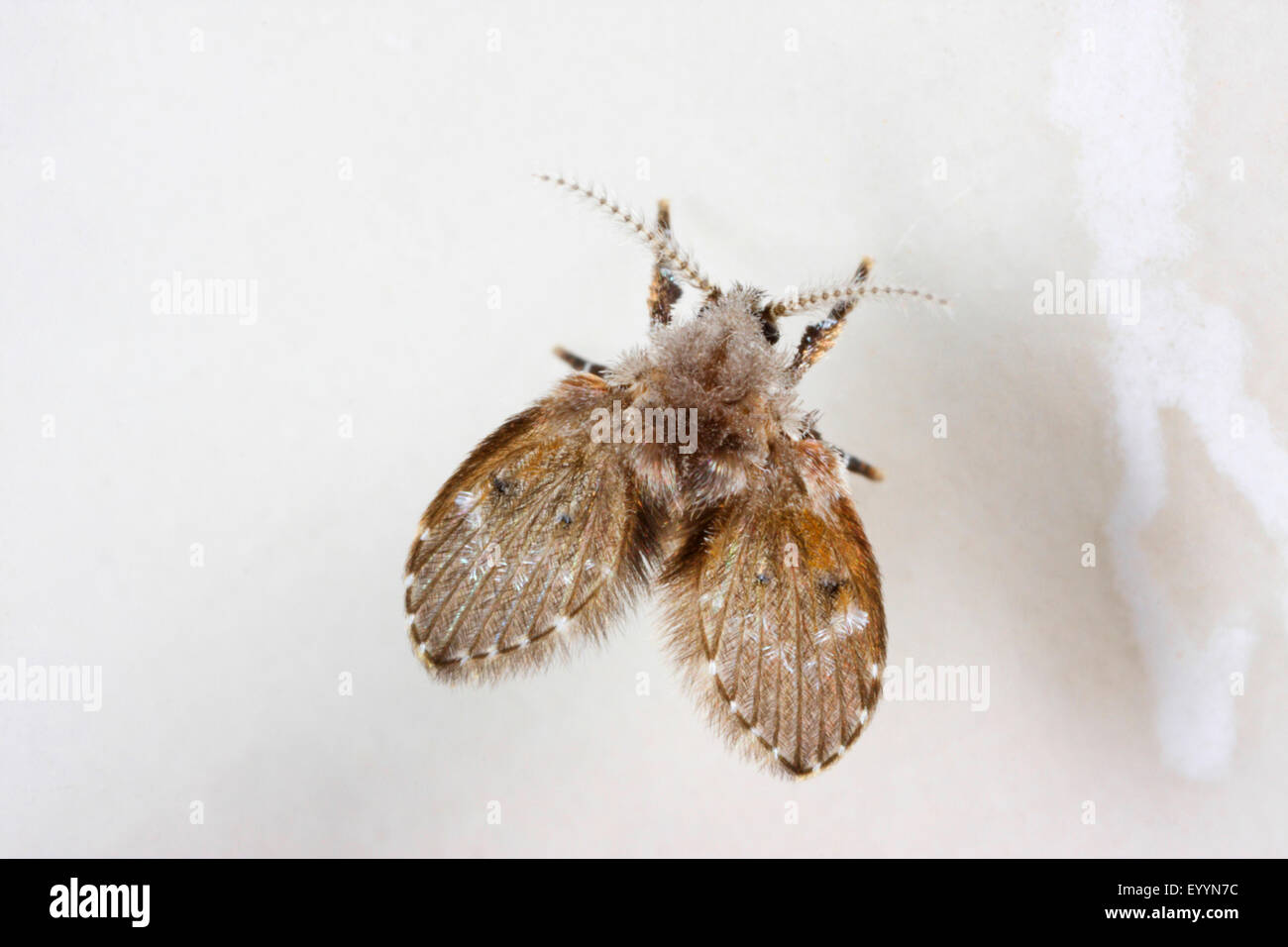 Owl midge hi-res stock photography and images - Alamy