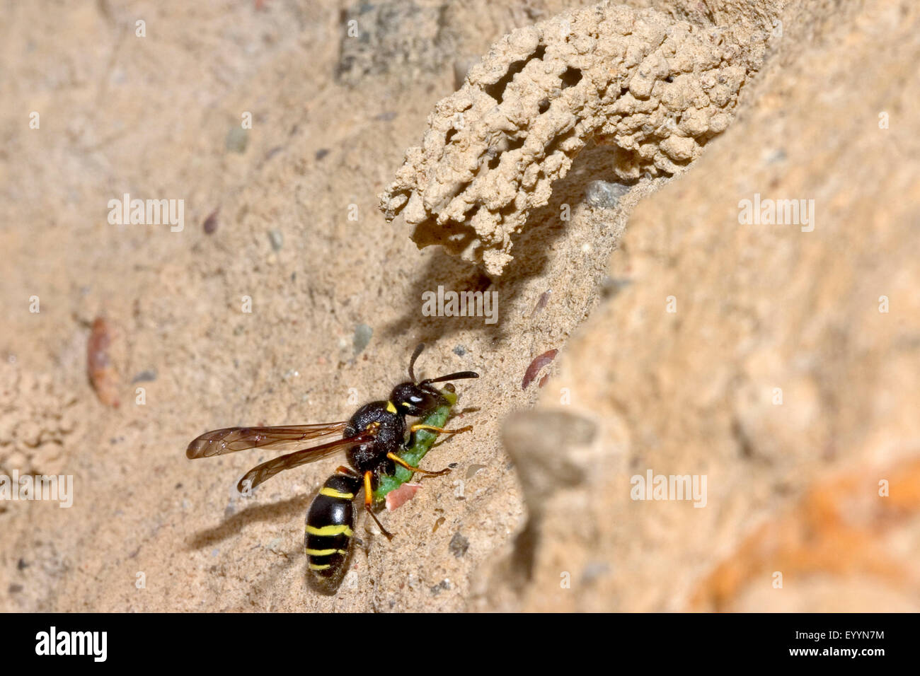 Potter wasp odynerus spinipes hi-res stock photography and images - Alamy