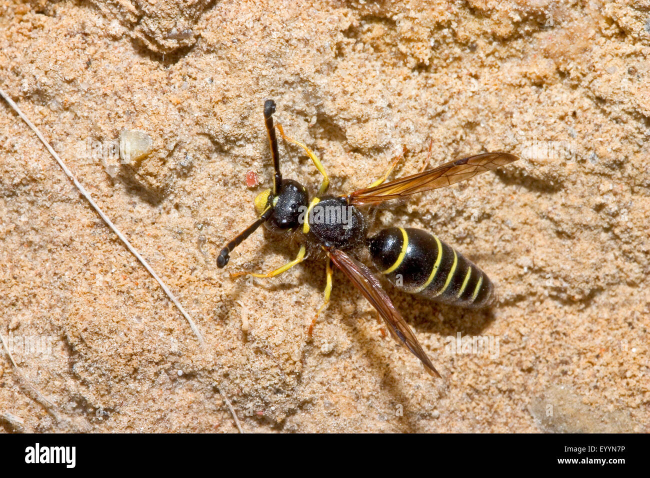 potter wasp (Odynerus spinipes, Oplomerus spinipes), on the ground ...