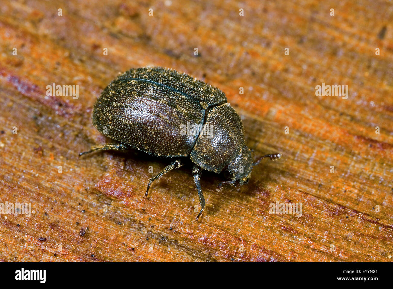 Grub (Aesalus scarabaeoides), on wood, Germany Stock Photo - Alamy