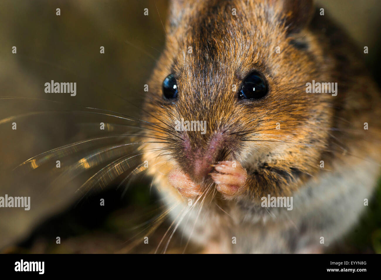 Mouse grooming hi-res stock photography and images - Alamy