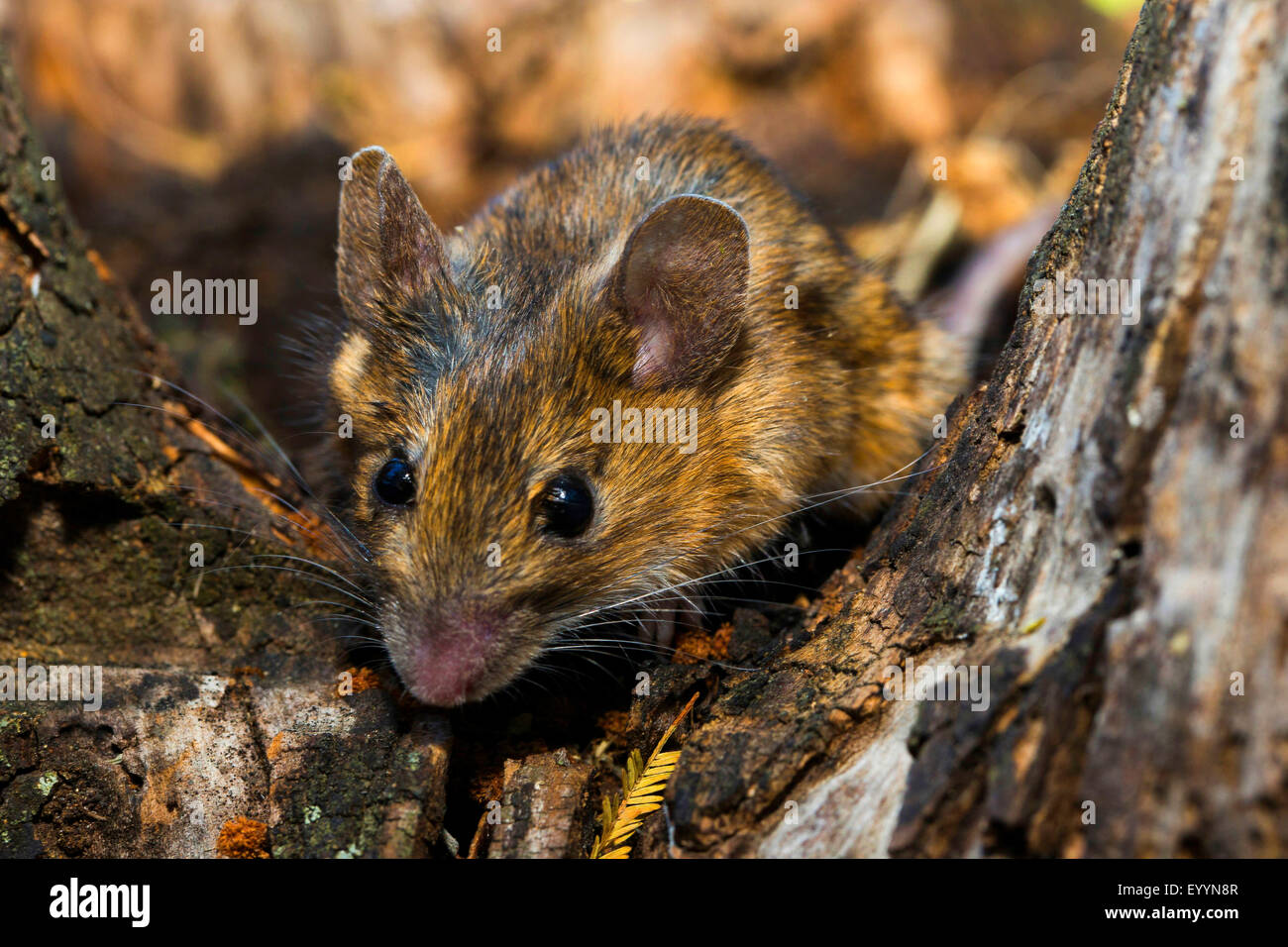 Field mouse hi-res stock photography and images - Alamy