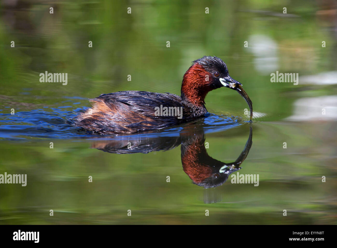 little grebe (Podiceps ruficollis, Tachybaptus ruficollis), with caught ...