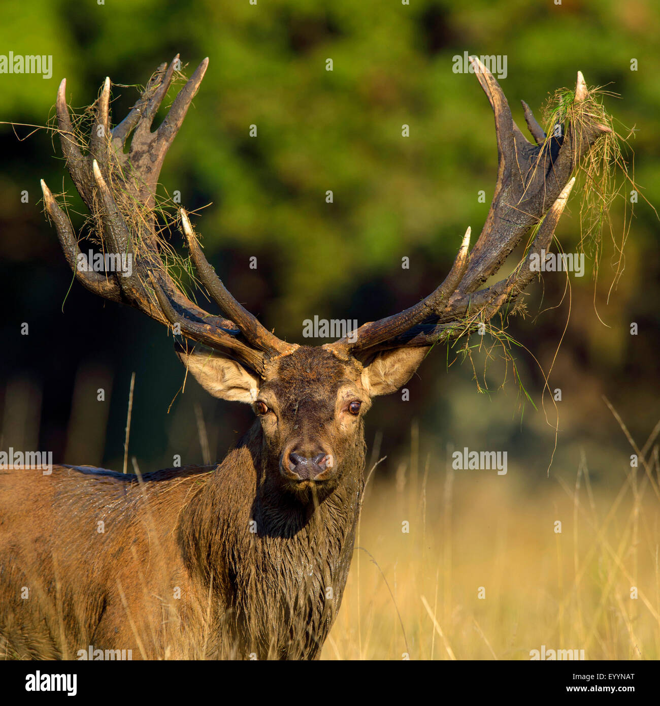 red deer (Cervus elaphus), portrait of a imposing stag, Denmark Stock ...