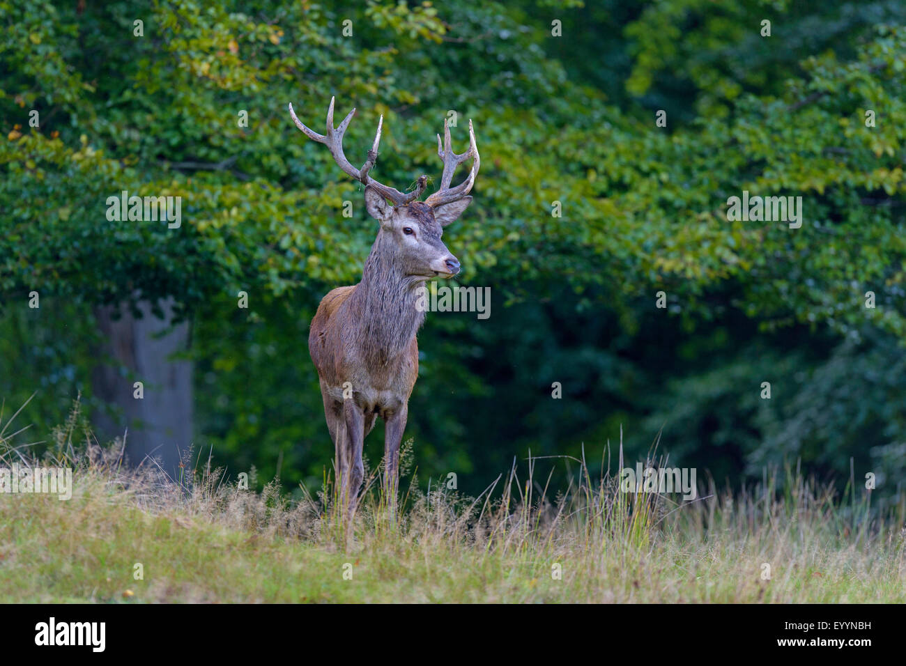 red deer (Cervus elaphus), juvenile stag stands at forest edge, Denmark ...