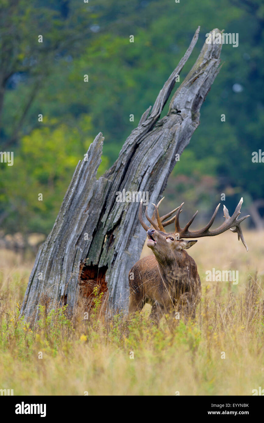 red deer (Cervus elaphus), imposing roaring stag, Denmark Stock Photo ...