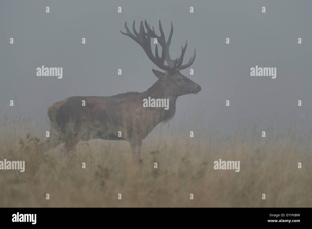Imposing red deer hi-res stock photography and images - Alamy