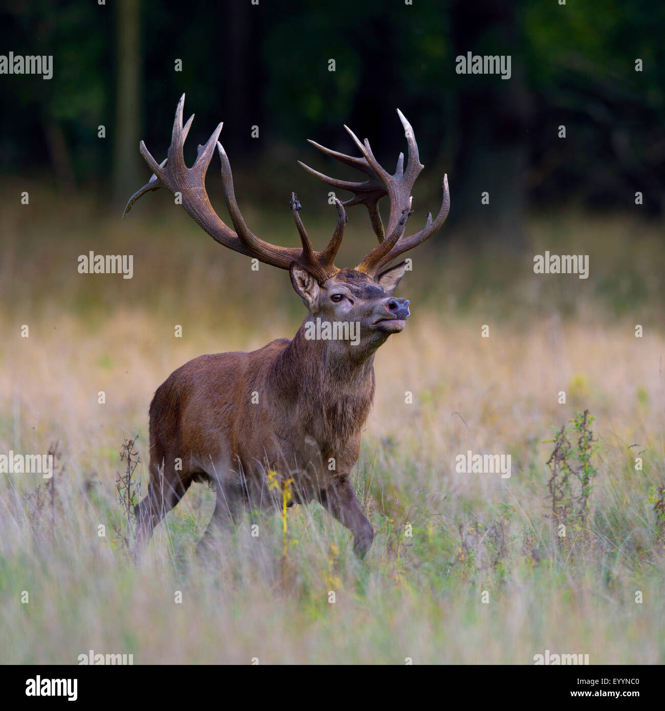 Mammals behaviour hi-res stock photography and images - Alamy