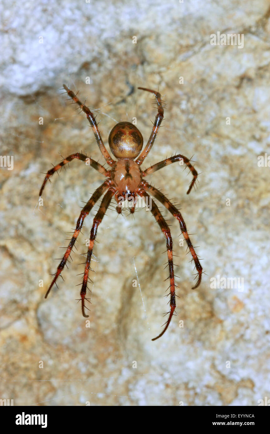 European cave spider, Orbweaving cave spider, Cave orbweaver, Cave ...