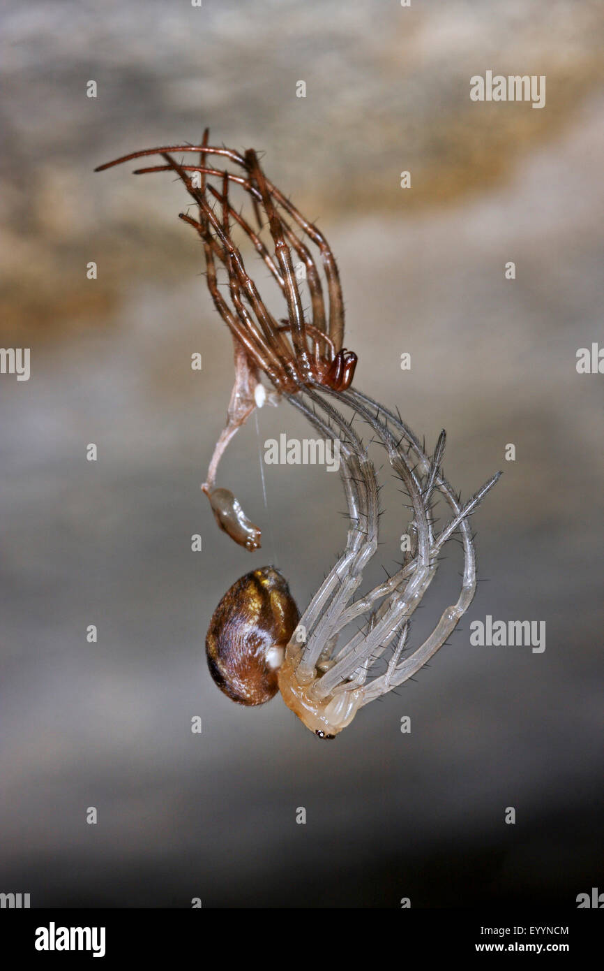 European cave spider, Orbweaving cave spider, Cave orbweaver, Cave ...