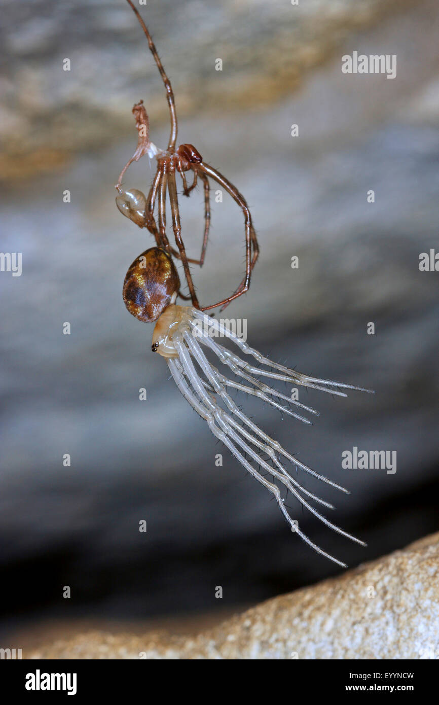 European cave spider, Orbweaving cave spider, Cave orbweaver, Cave ...