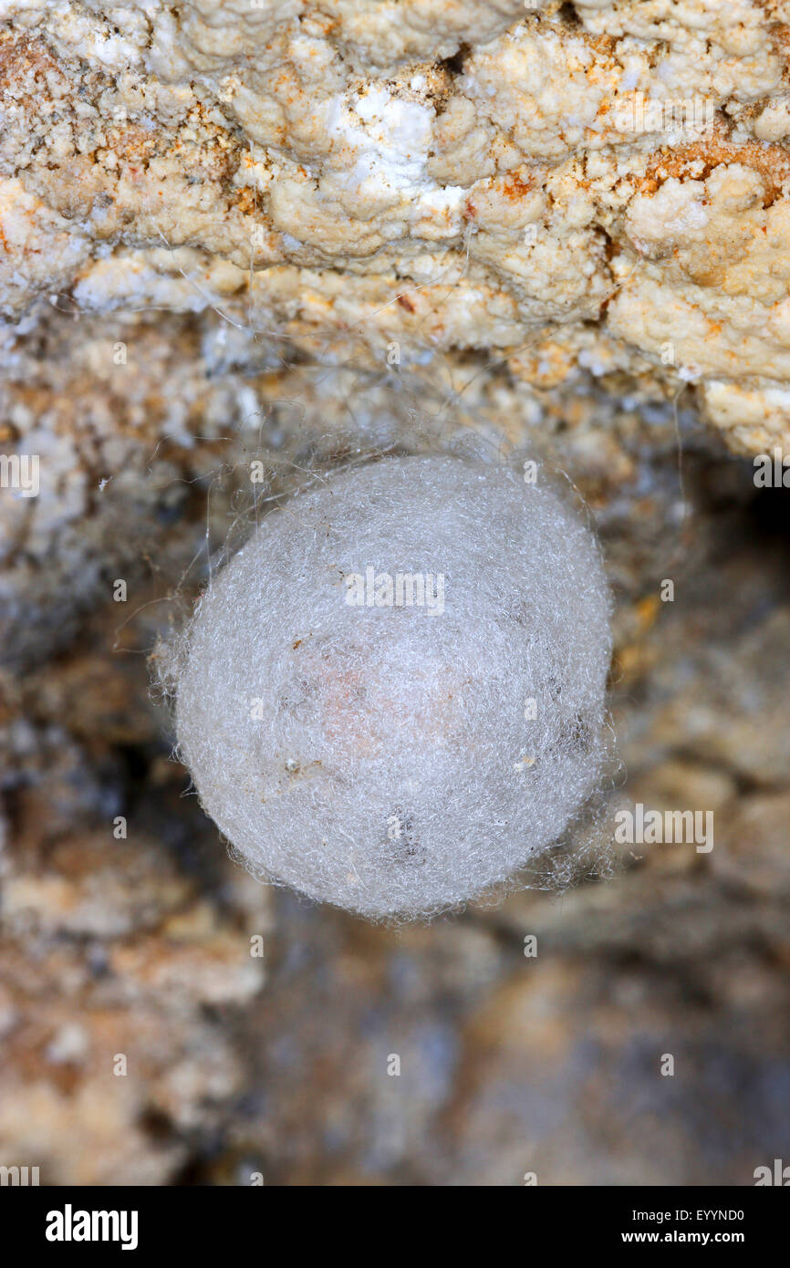 European cave spider, Orbweaving cave spider, Cave orbweaver, Cave ...