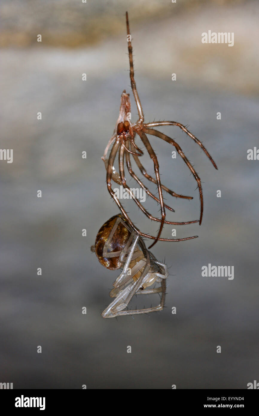European cave spider, Orbweaving cave spider, Cave orbweaver, Cave ...