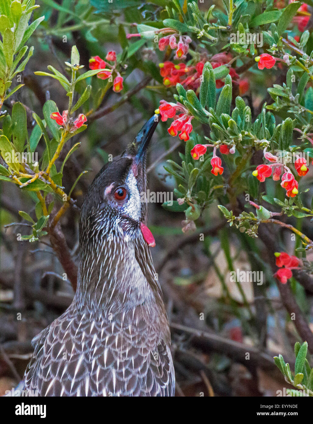 red wattle bird (Anthochaera carunculata), on the feed, Australia ...