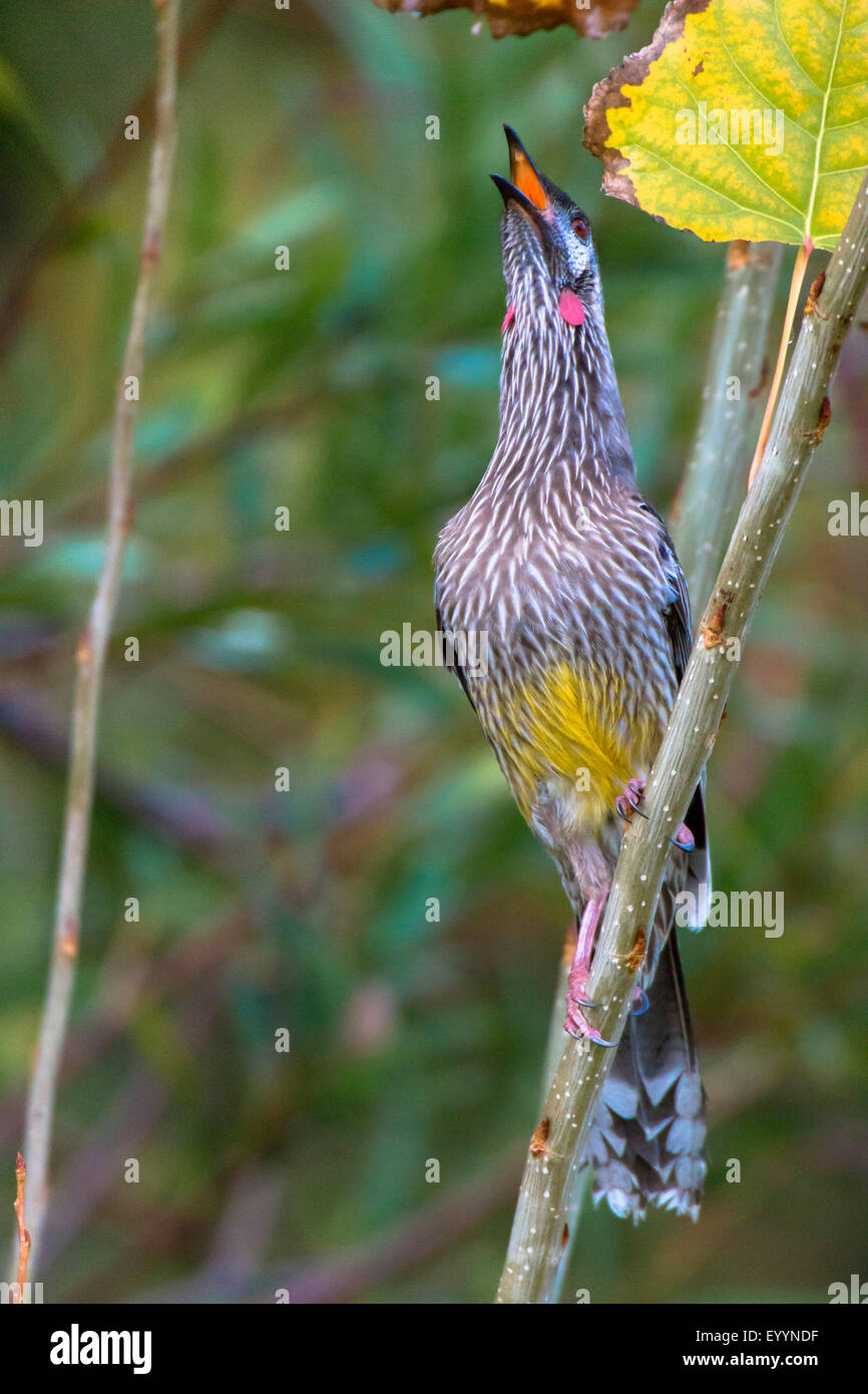red wattle bird (Anthochaera carunculata), looks up, Australia, Western ...