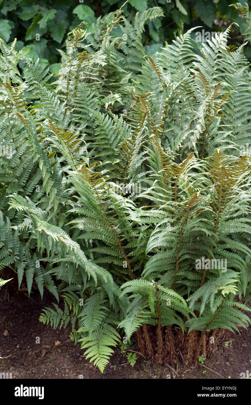 Common male fern dryopteris filix mas hi-res stock photography and ...