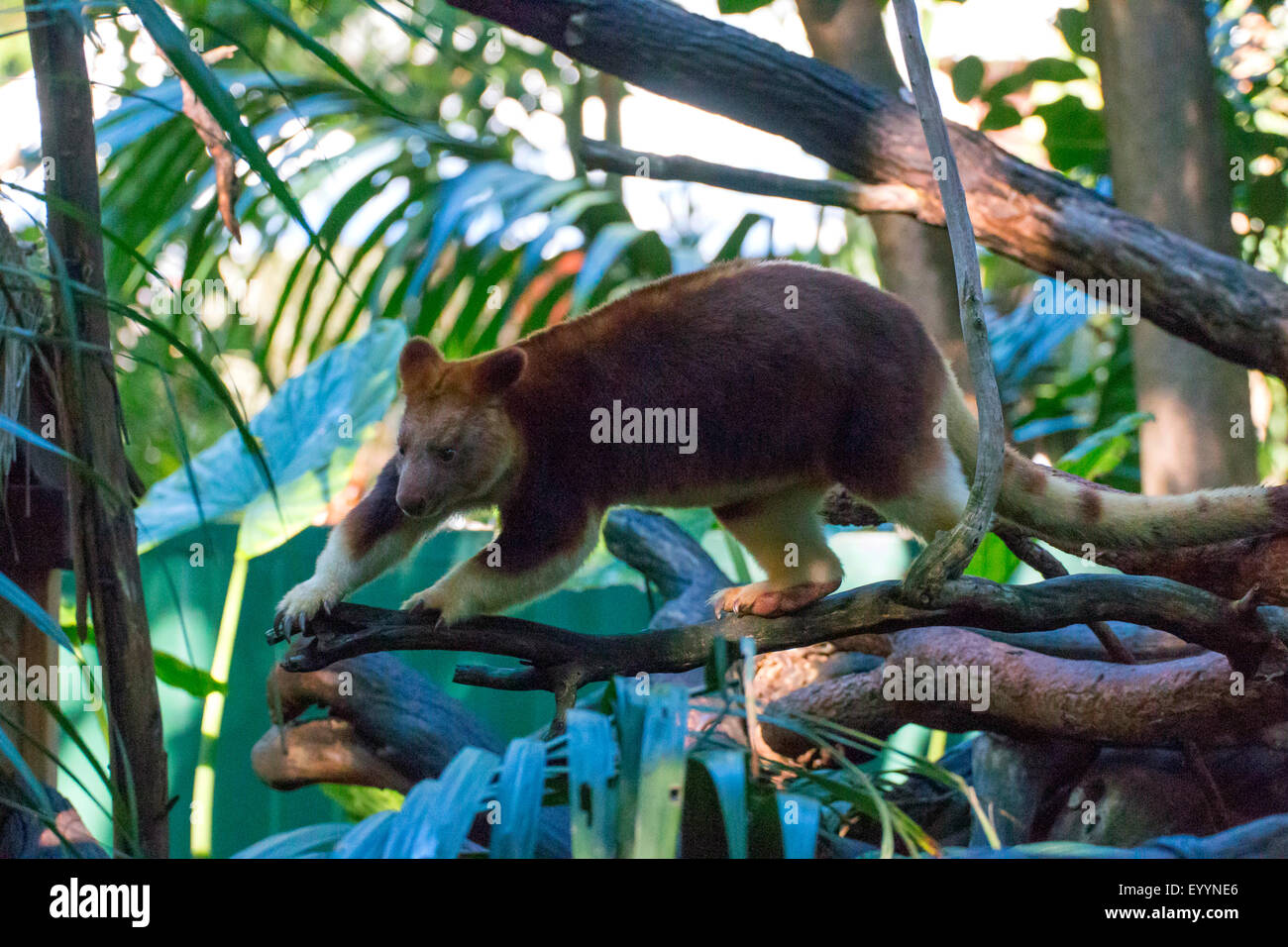 goodfellow's tree-kangaroo (Dendrolagus goodfellowi), clims on a tree ...