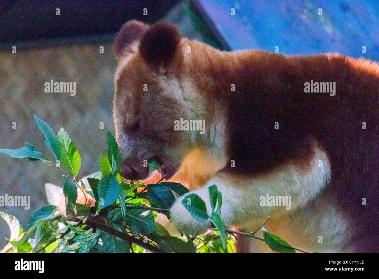 goodfellow's tree-kangaroo (Dendrolagus goodfellowi), feeds, Australia ...