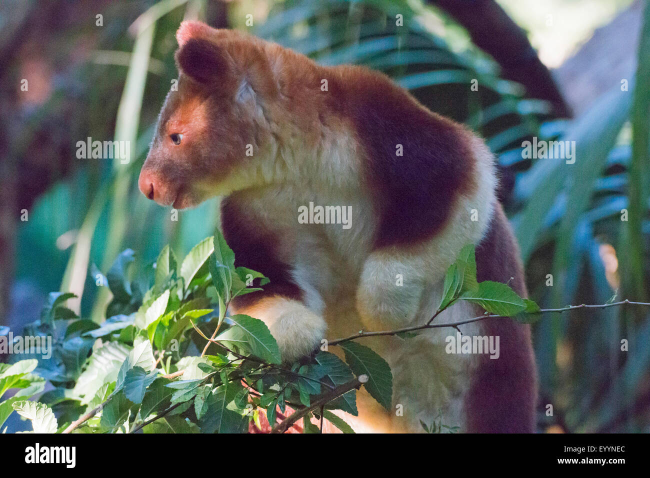 goodfellow's tree-kangaroo (Dendrolagus goodfellowi), on a branch ...
