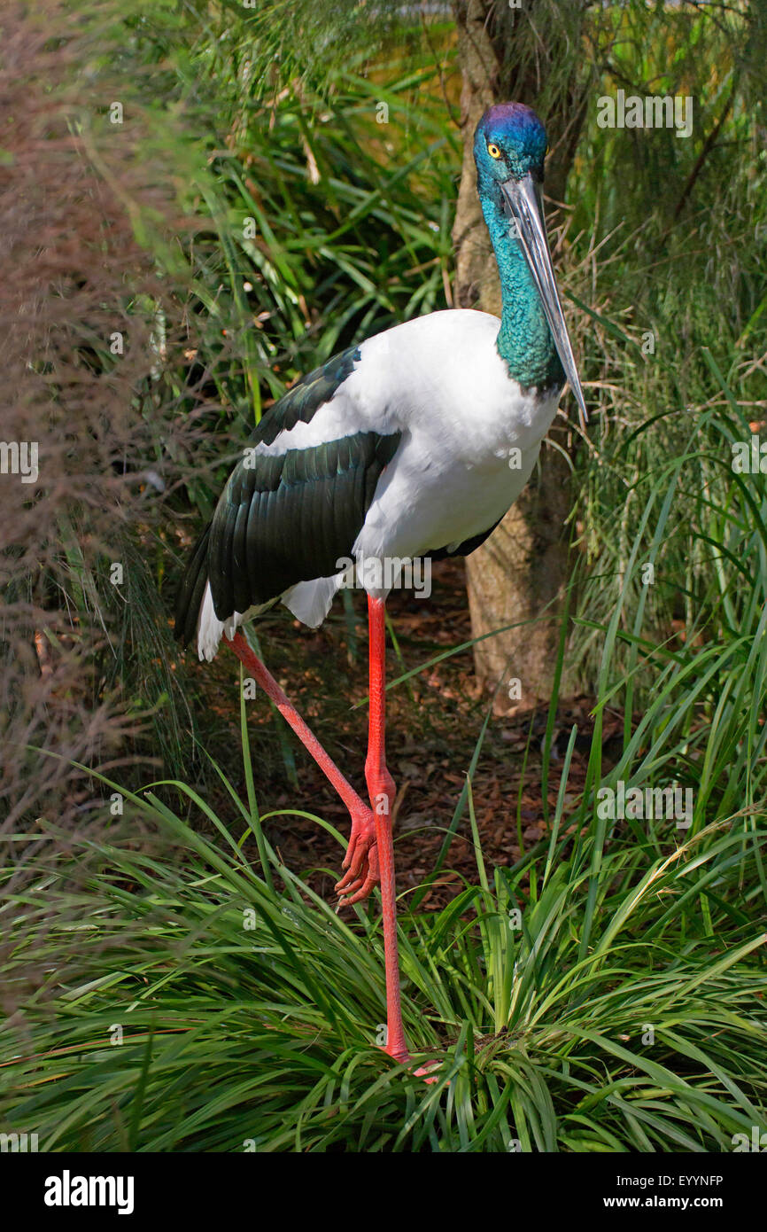 Female black necked storks hi-res stock photography and images - Alamy
