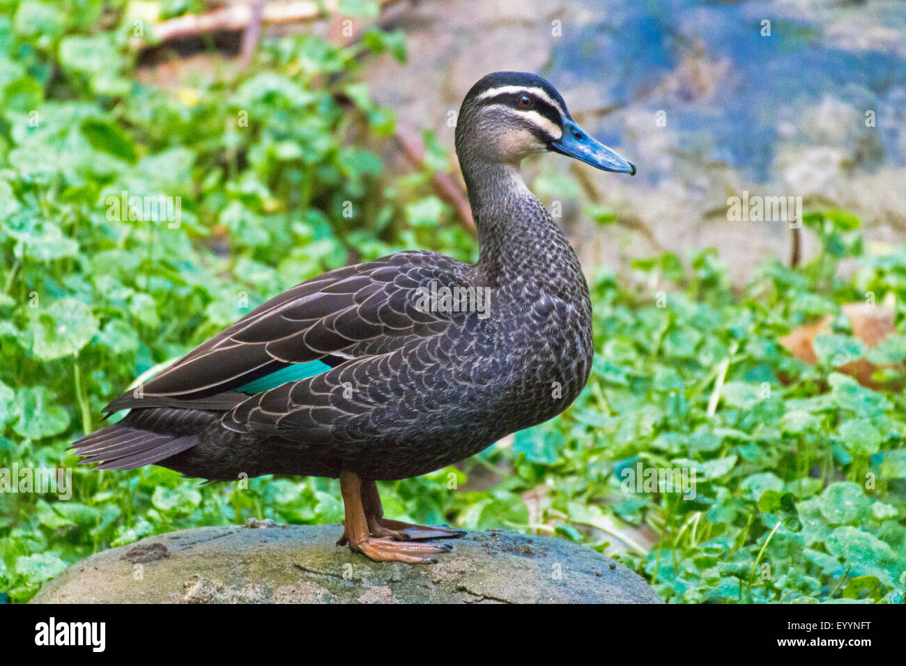 Australian pacific black duck hi-res stock photography and images - Alamy