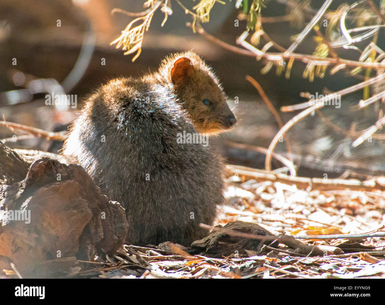 Short tailed wallaby setonix hi-res stock photography and images - Alamy