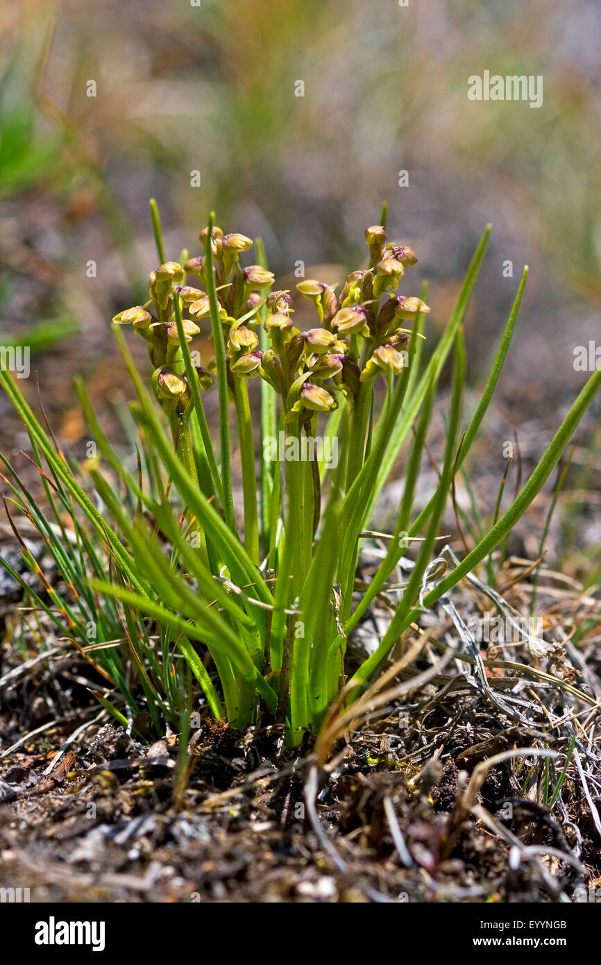 Alpine wild orchids hi-res stock photography and images - Alamy