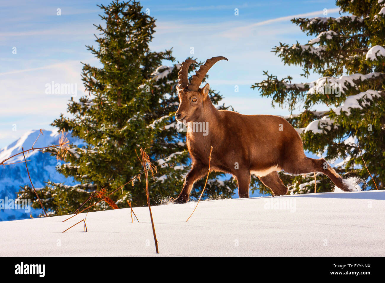 Alpine walks hi-res stock photography and images - Alamy