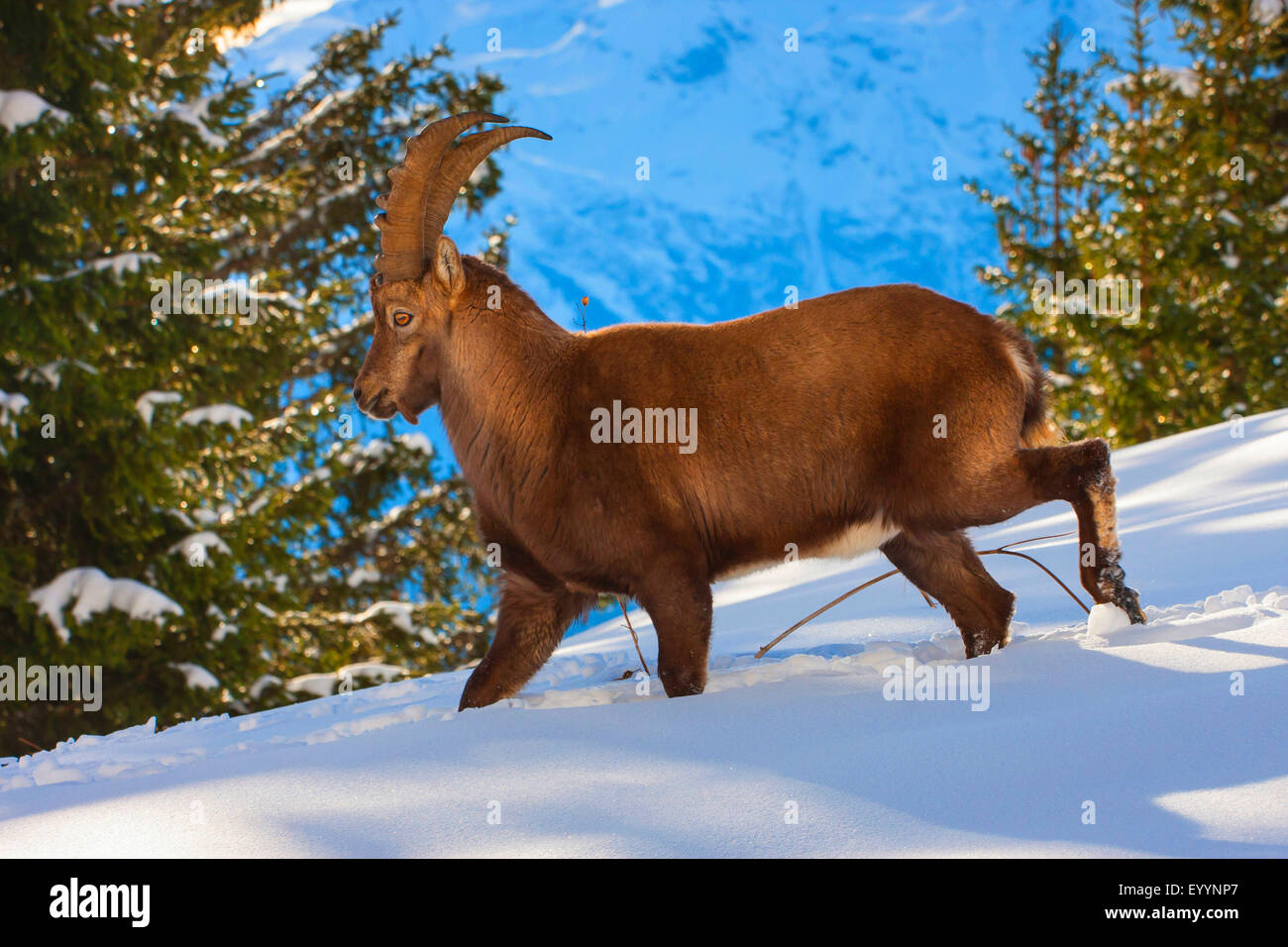 Alpine walks hi-res stock photography and images - Alamy