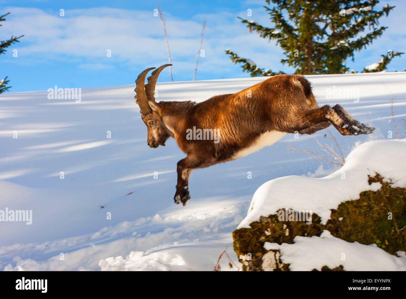 Ibex jump hi-res stock photography and images - Alamy