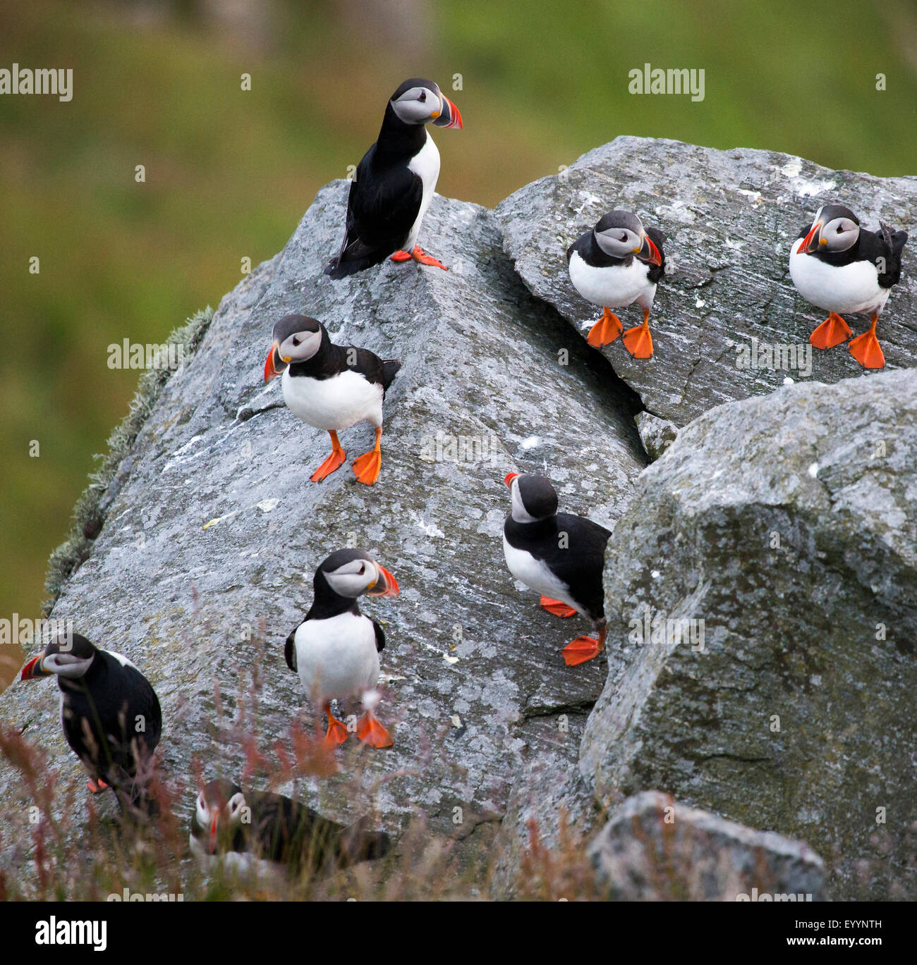 Atlantic puffin, Common puffin (Fratercula arctica), eight Atlantic ...