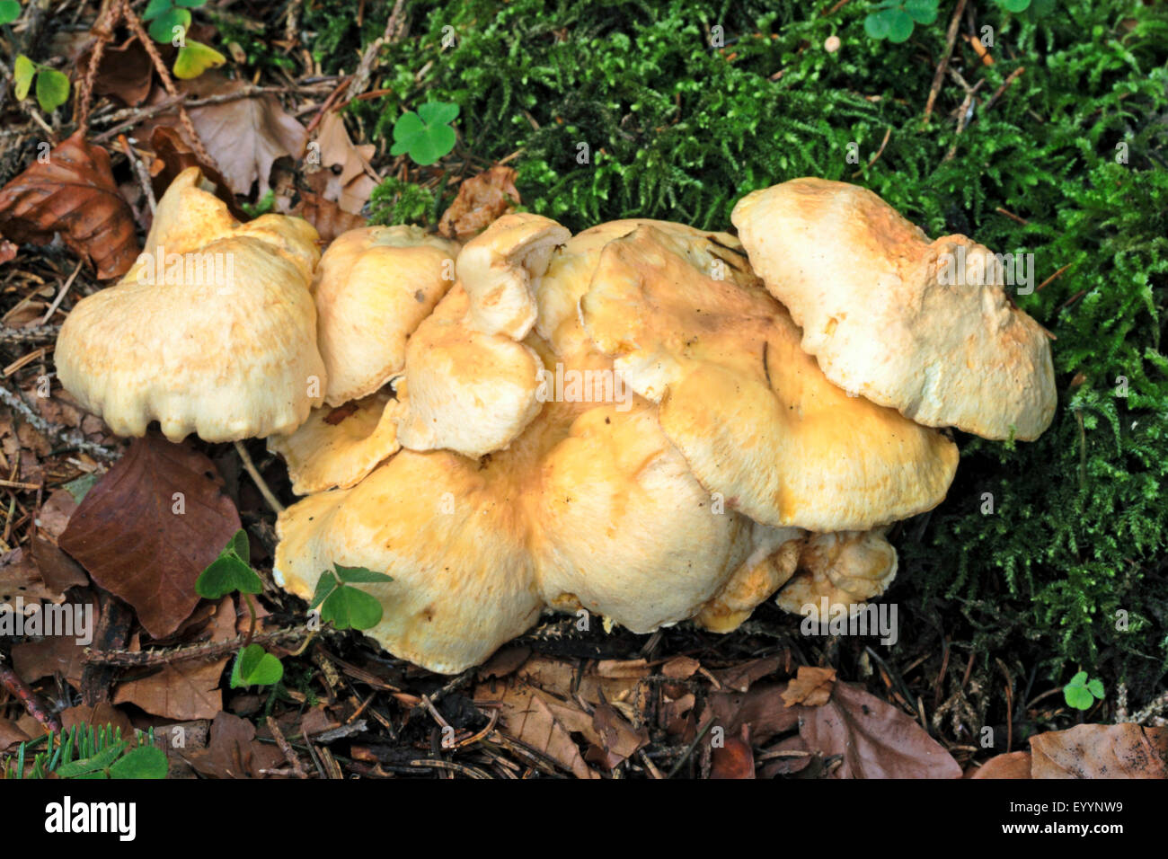 Scutiger confluens hi-res stock photography and images - Alamy