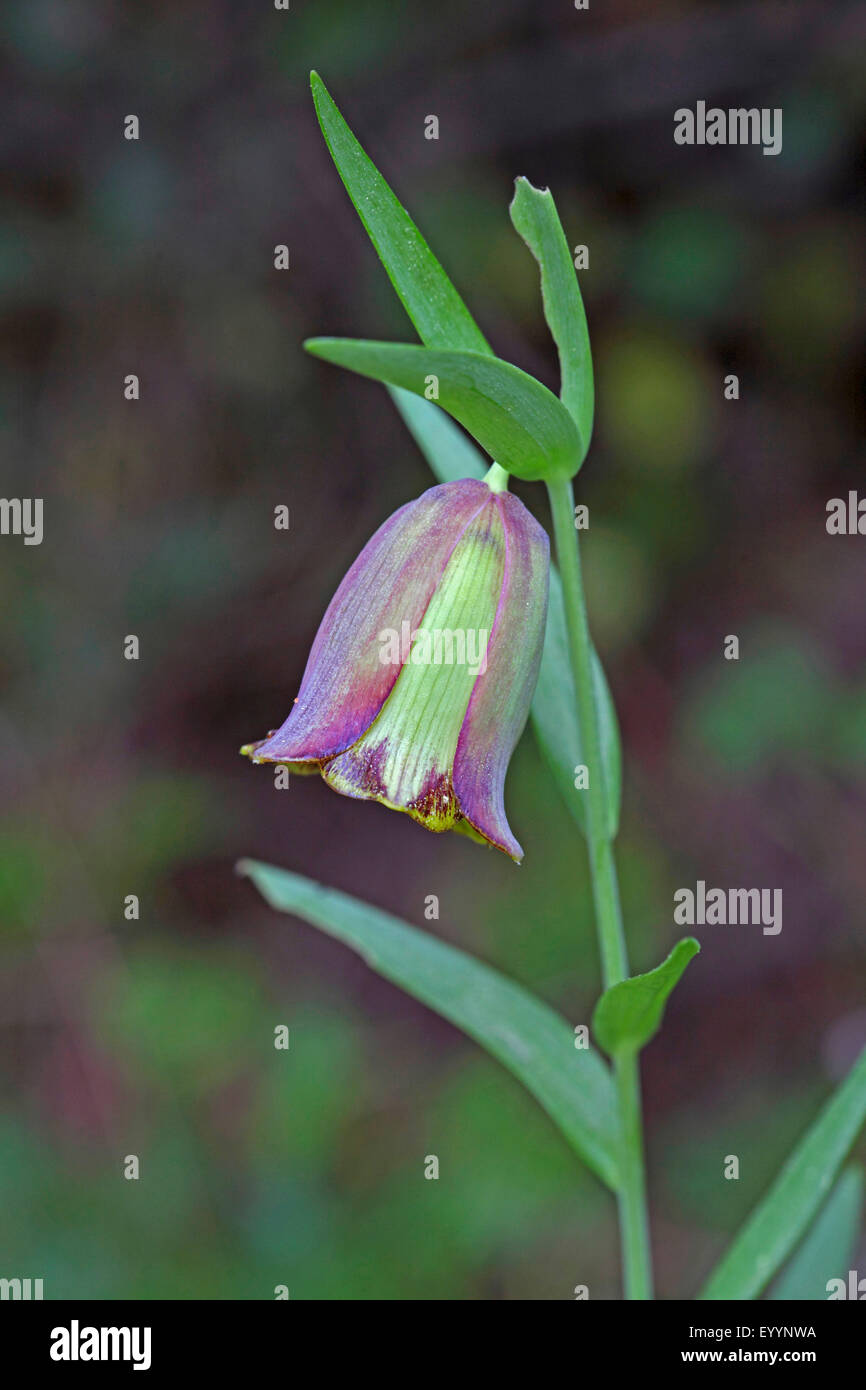 Fritillaria pontica hi-res stock photography and images - Alamy