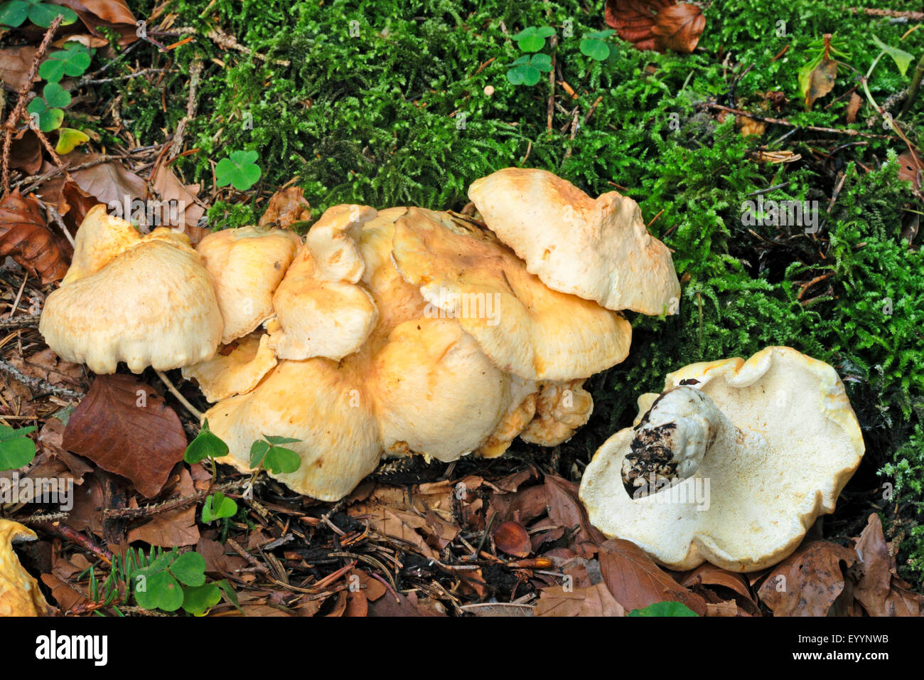 Albatrellus hi-res stock photography and images - Alamy