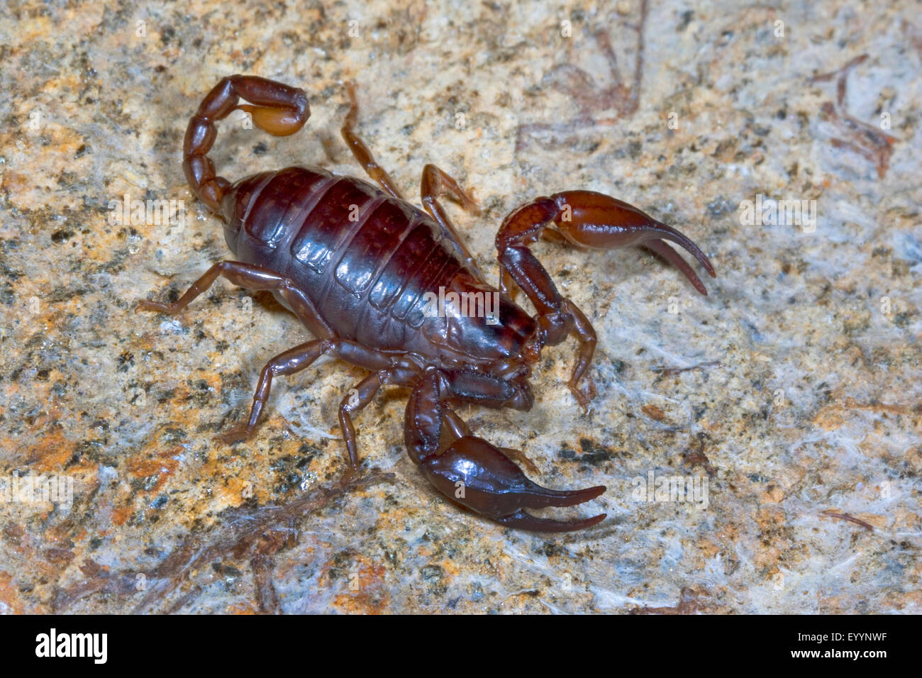 European scorpion hi-res stock photography and images - Alamy