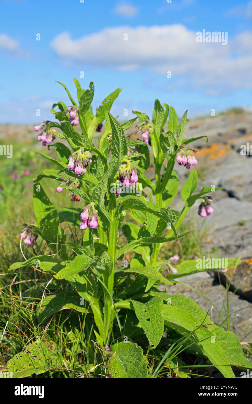 Comfrey plant hi-res stock photography and images - Alamy