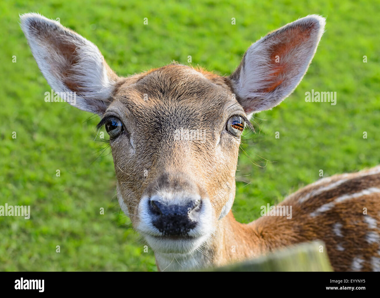 Head of deer doe, portrait with green grass background, white tail ...