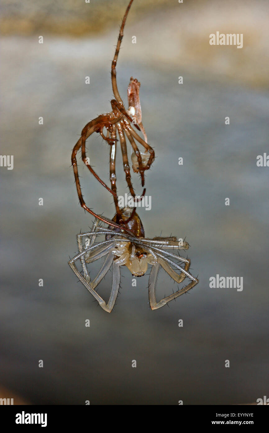 European cave spider, Orbweaving cave spider, Cave orbweaver, Cave ...