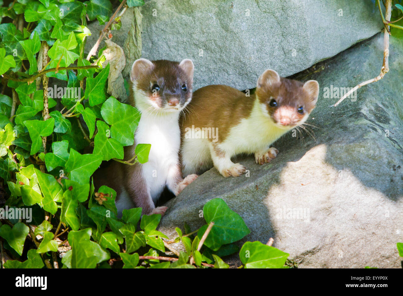 Ermines hi-res stock photography and images - Alamy