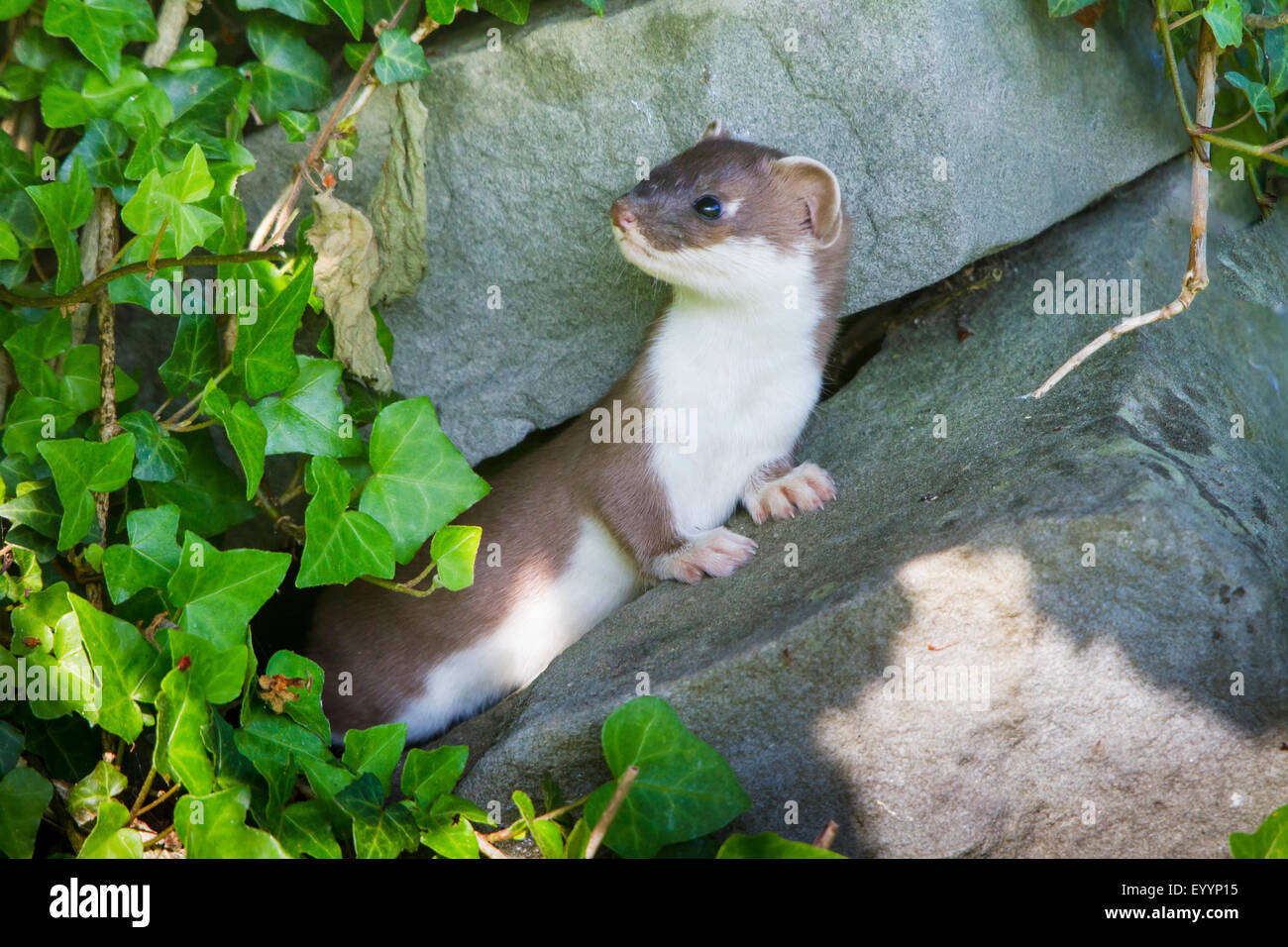 Ermine, Stoat, Short-tailed weasel (Mustela erminea), looking out an ...
