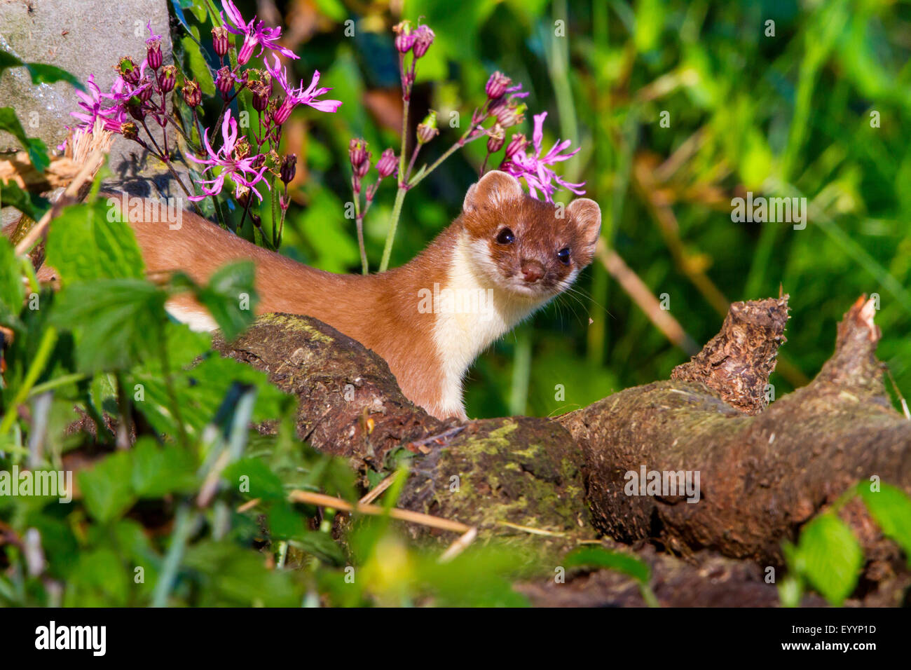 Ermine, Stoat, Short-tailed weasel (Mustela erminea), at the bottom of ...