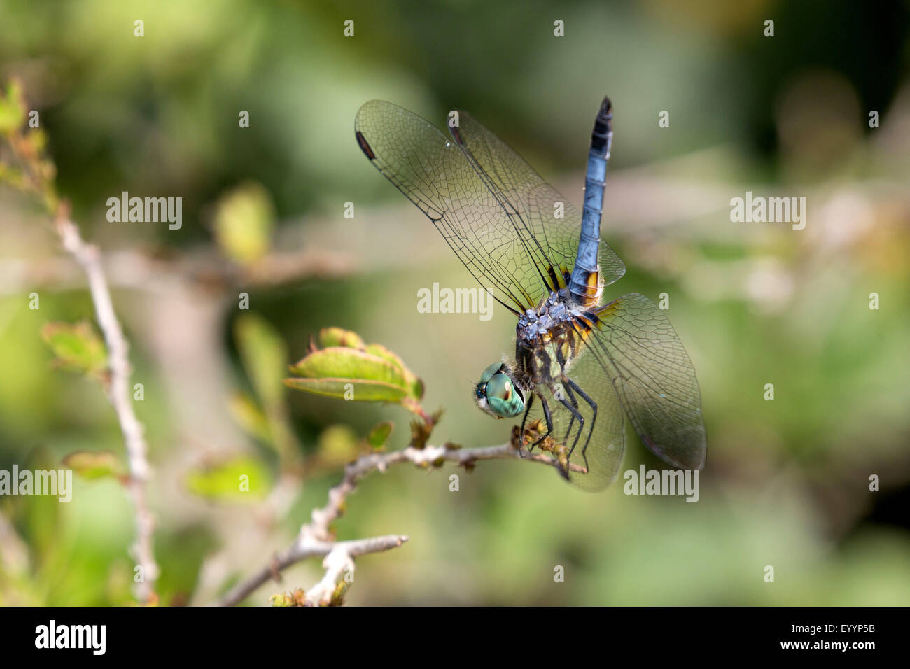 Blue male dasher hi-res stock photography and images - Alamy