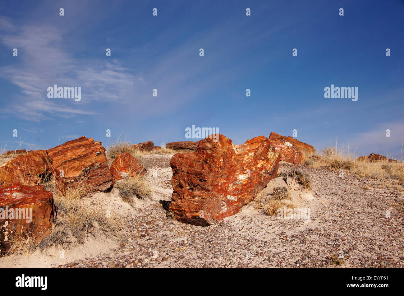 Arizona desert petrified wood hi-res stock photography and images - Alamy