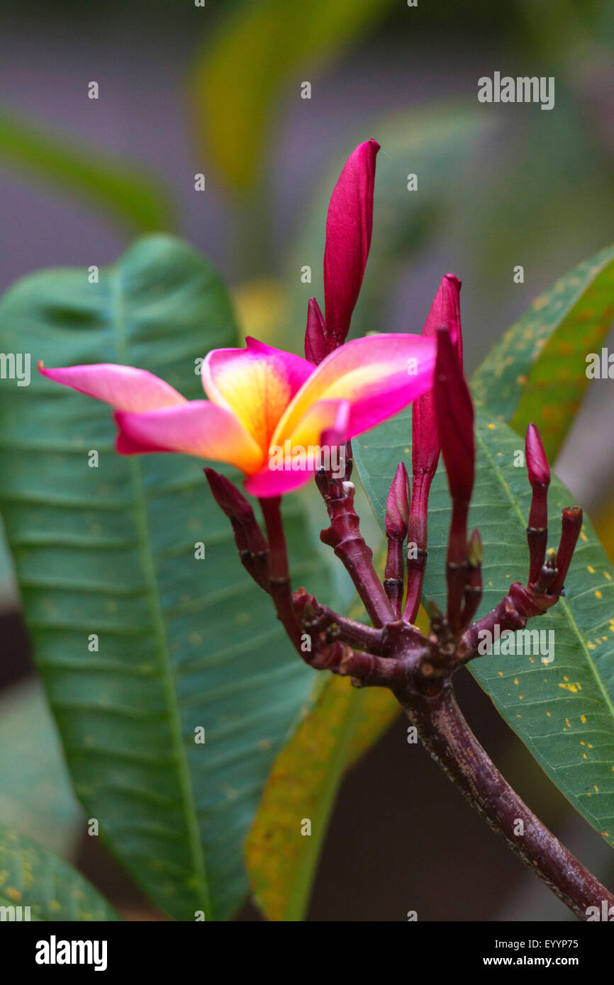 templetree, red plumeria (Plumeria rubra), inflorescence, Singapore ...
