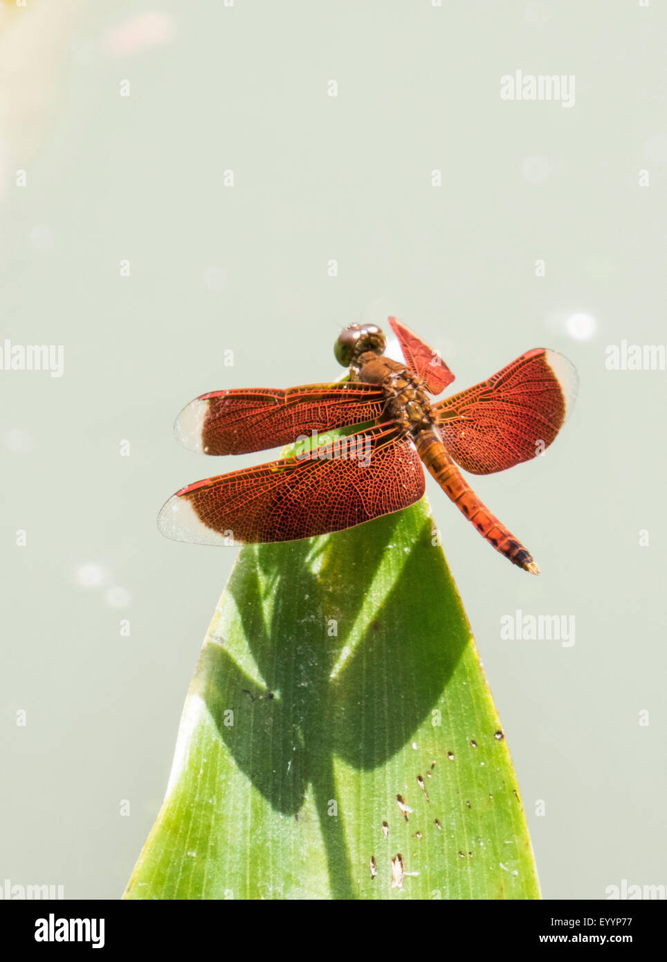 Dragonflies of asia hi-res stock photography and images - Alamy