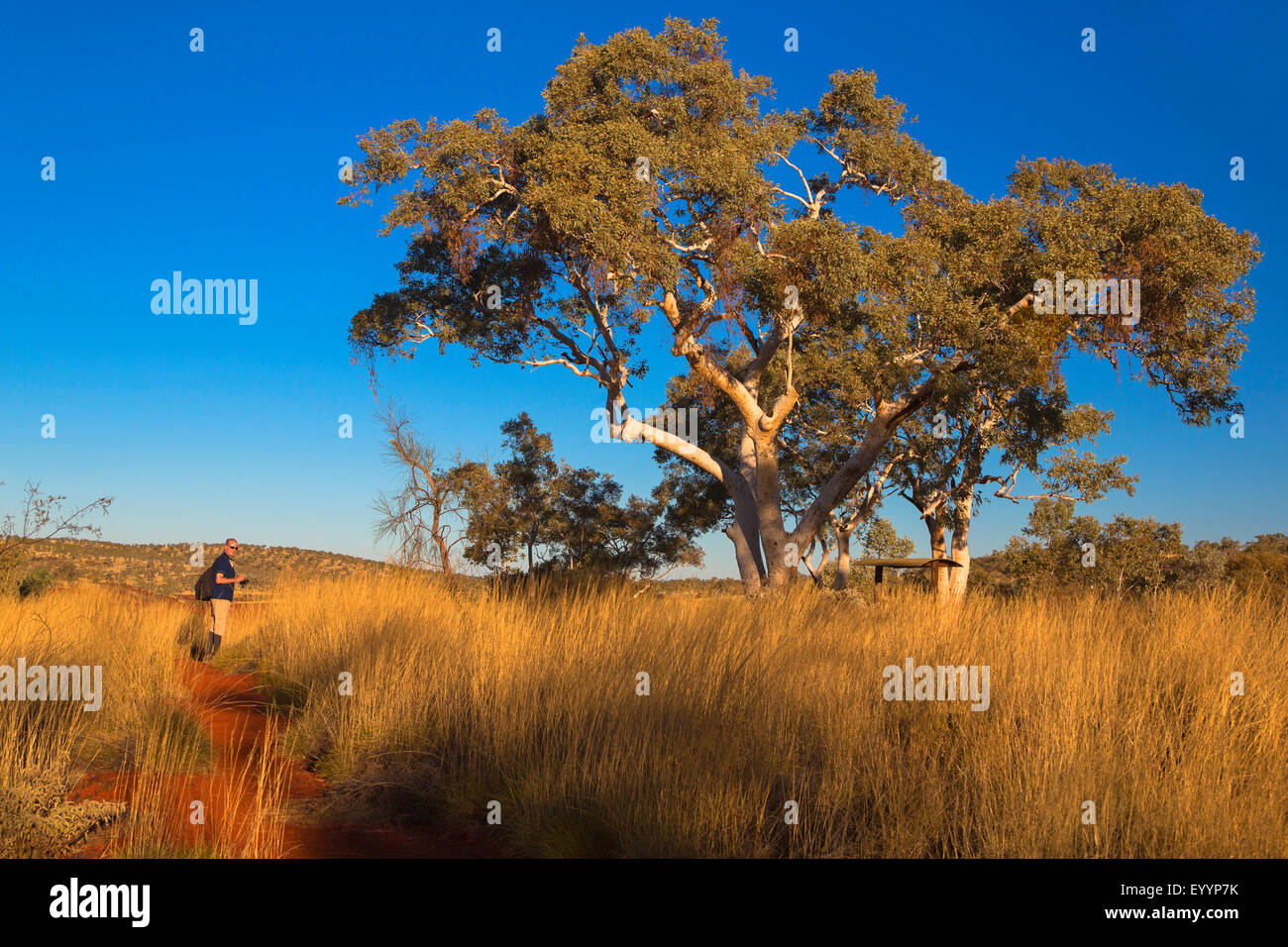 Australia gum tree eucalyptus High Resolution Stock Photography and ...