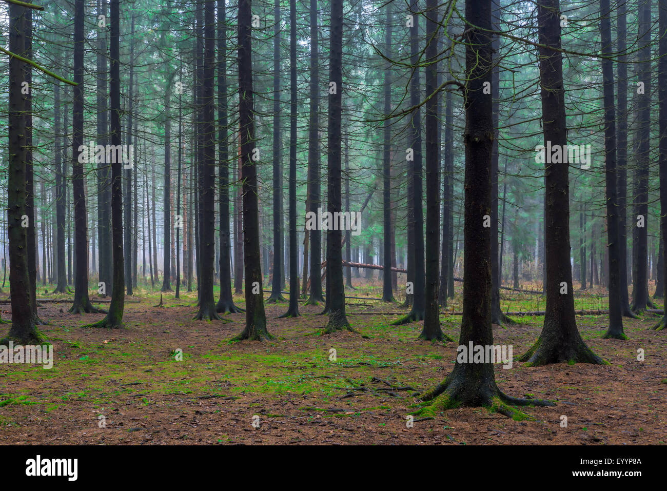 beautiful forest with tall fir trees in autumn Stock Photo - Alamy