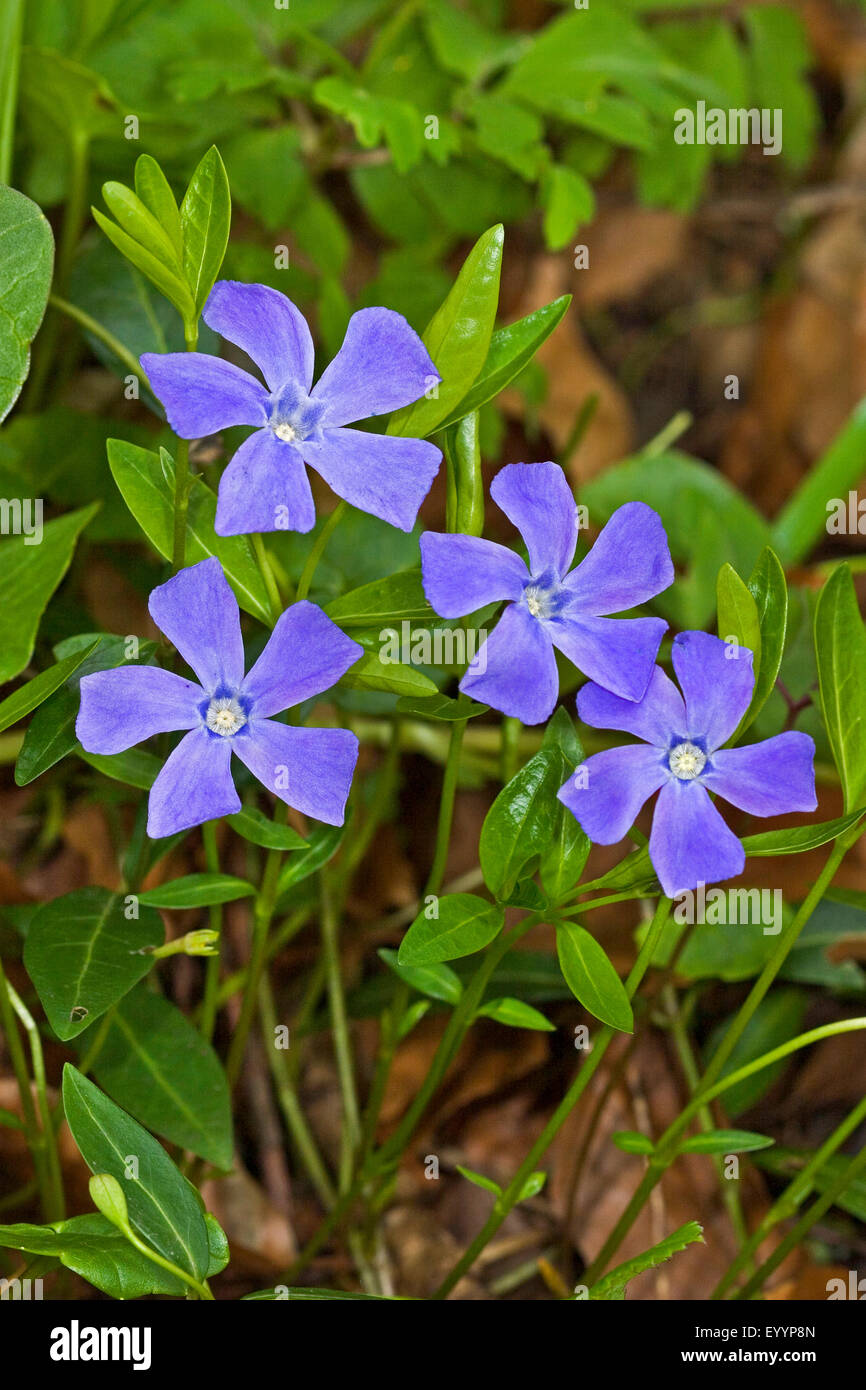 common periwinkle, lesser periwinkle, small-leaved periwinkle (Vinca ...